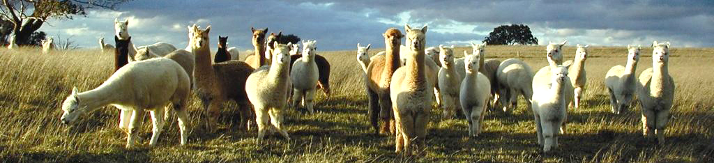 Signs of cae in goats - Flexsilent